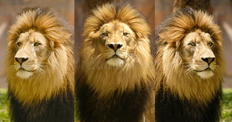 3 Lion Portraits of the Same Lion at Three Different Angles. Stock ...