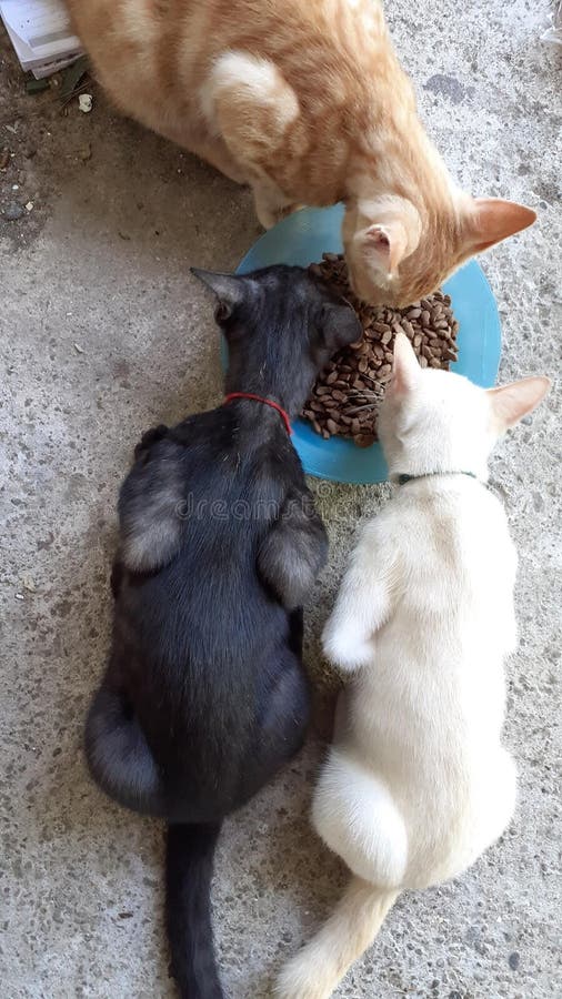 Three Different Cats Eating Together Stock Photo - Image of kitten ...