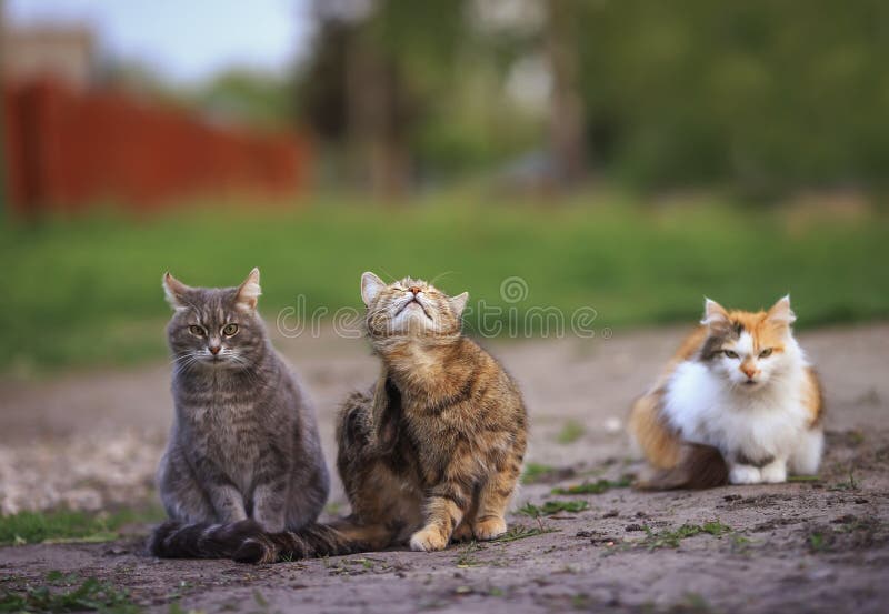 Three Cats Go Down the Road in the Spring Sunny Garden One after the ...