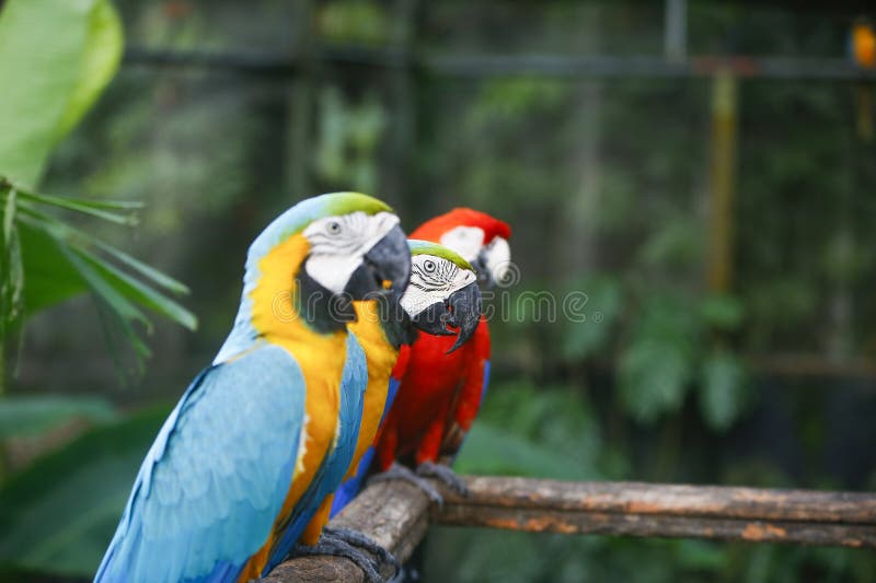 Three Different Color of Macaws Standing Together Stock Photo - Image ...