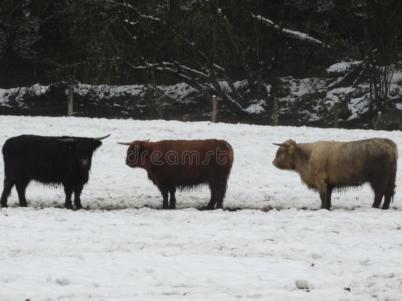 Three Different Colored Cattle in a Snowy Meadow Stock Image - Image of ...