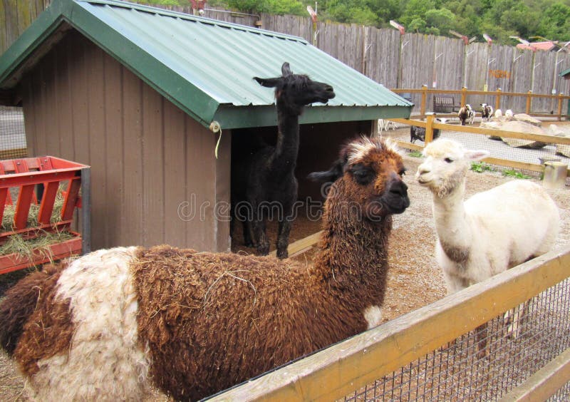 Happy llamas stock image. Image of goat, herd, bovine - 255697619