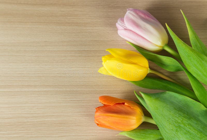 Three Different Colored Tulips Stock Image - Image of blossom, spring ...