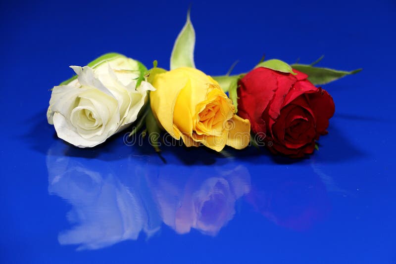 Three Different Colorful Head of Roses are Lying on a Blue Ground Stock ...