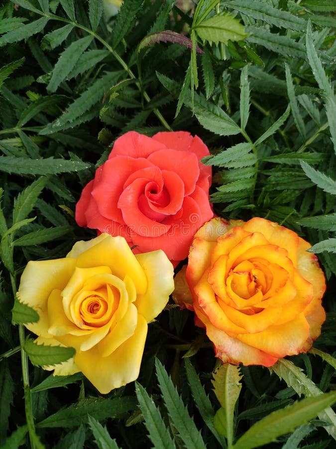 Three Different Colors of Roses Stock Image - Image of orangerose ...