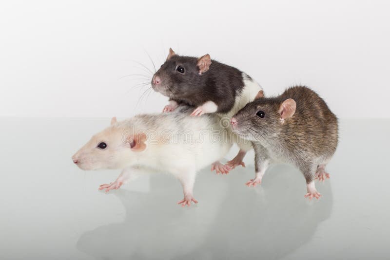 Three Different Domestic Rats Stock Photo - Image of whisker, brown ...