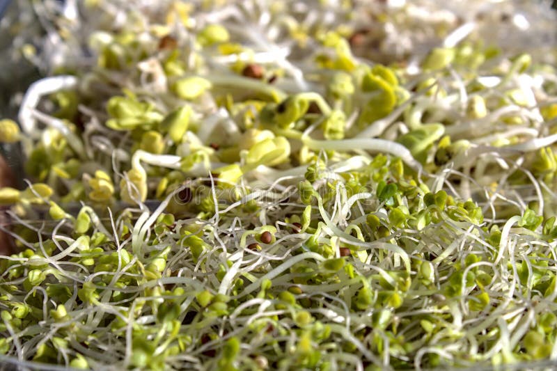 Three Different Kinds of Sprouts Stock Image - Image of brassica, plant ...