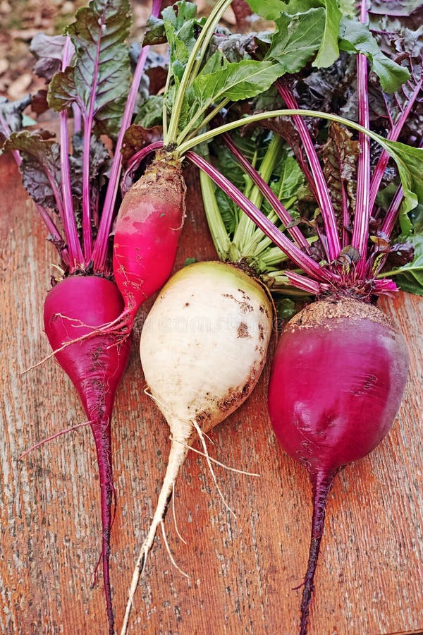 Three Different Plants Beets Stock Photo - Image of root, mangold ...