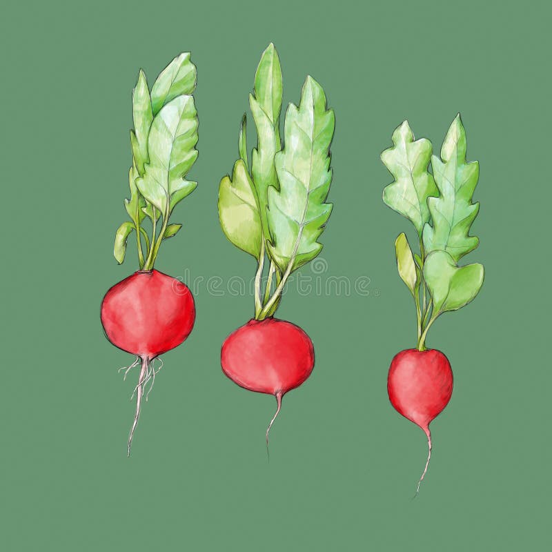 Three Different Red Radishes Stock Illustration - Illustration of ...