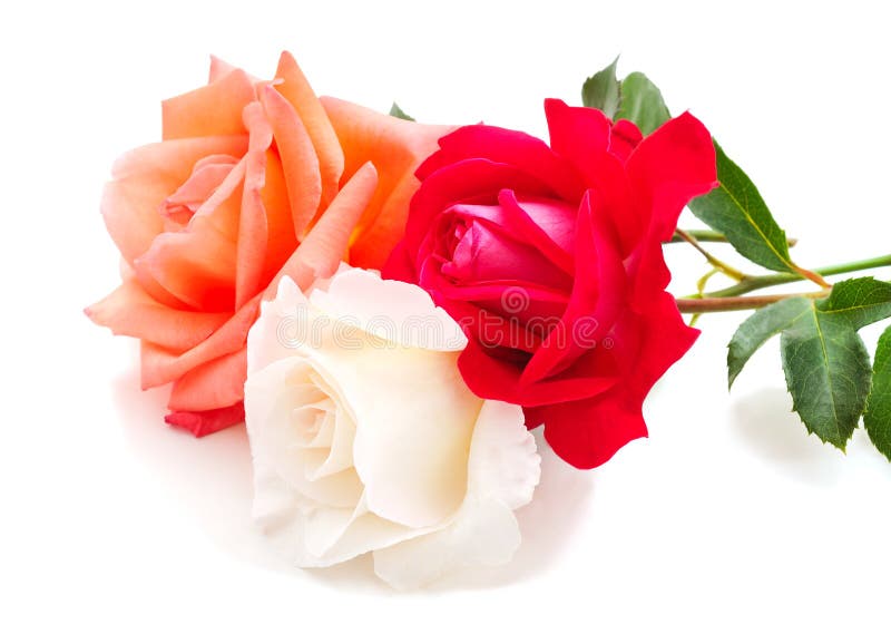 Three red roses stock image. Image of nature, wonderful - 257980647