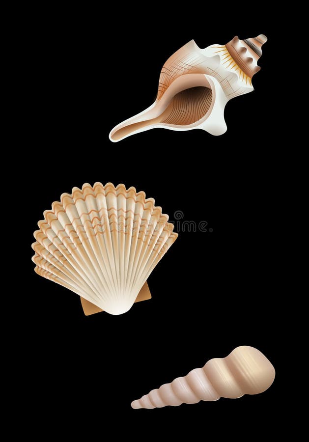 Three Seashells Stock Illustrations – 72 Three Seashells Stock ...