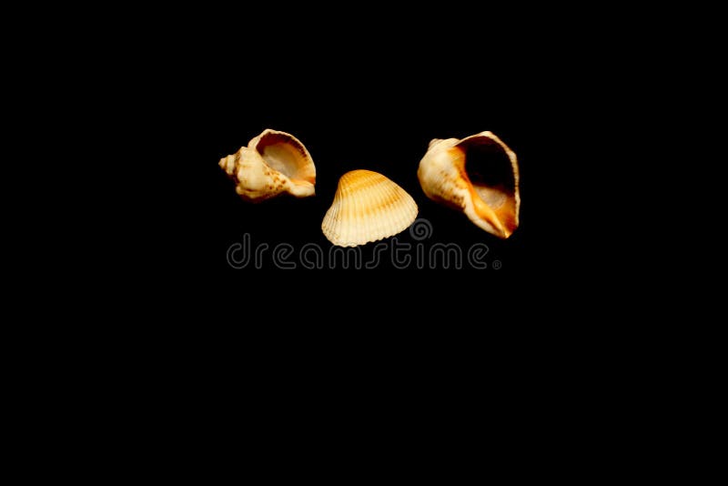 Sea Shells with Black Textured Background Wallpaper, Stock Image ...