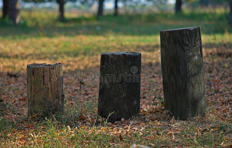 Three Different Size Tree Trunks in an Autumn Park Stock Image - Image ...