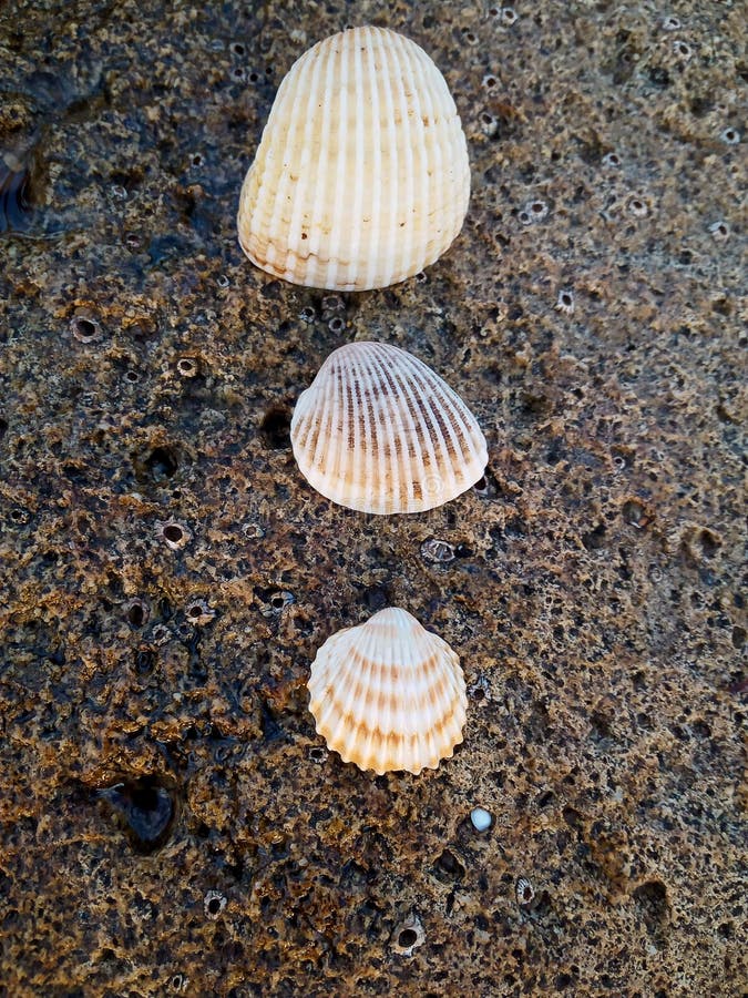 Three Different Sizes of Shells Aligned on the Stone Stock Photo ...