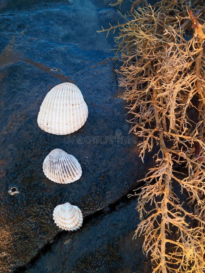 Three Different Sizes of Shells Aligned on the Stone Stock Photo ...