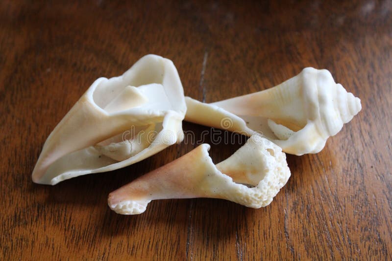 Conchs Broken and Beautiful Stock Image - Image of three, flaws: 140245405