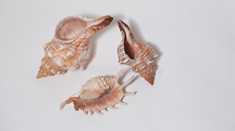 Three Different Striped Sea Shells on White Background in Realistic ...