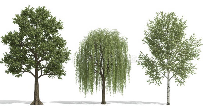 Three Different Trees Isolated on White Background Showcasing Diverse ...