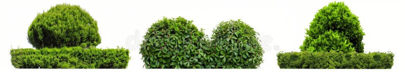 Three Different Types of Bushes, Isolated on a White Background Stock ...