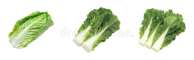 Three Different Types of Chinese Cabbage Varieties, Isolated on ...