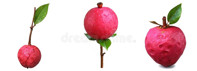 Three Different Types of Fruit. Isolated on Transparent Background ...