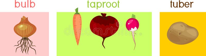 Different Types of Root Vegetables. Plants with Leaves and Root System ...