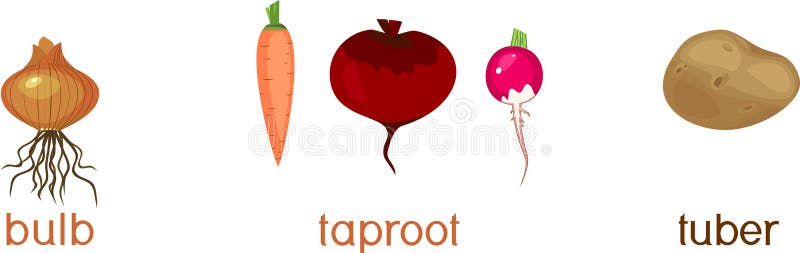 Three Different Types of Root Vegetables on White Background. Plants ...