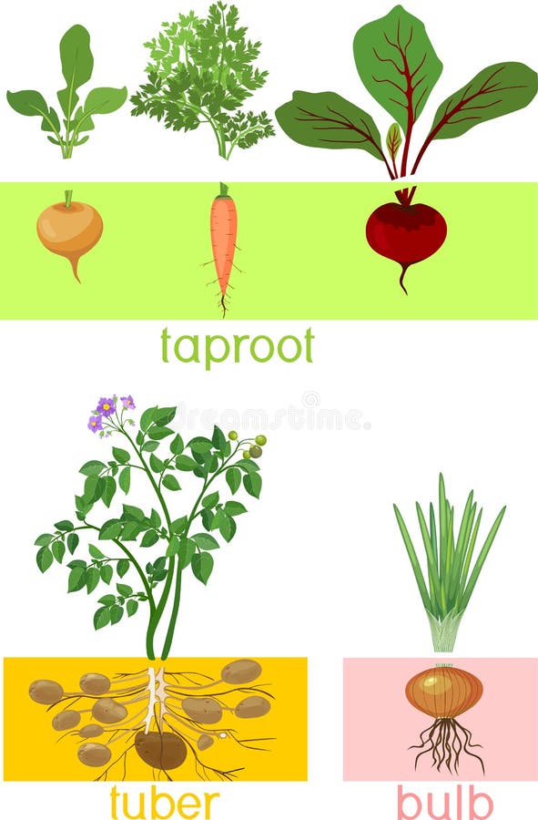 Different Types of Root Vegetables. Plants with Leaves and Root System ... Different Types of Root Vegetables. Plants with Leaves and Root System ...