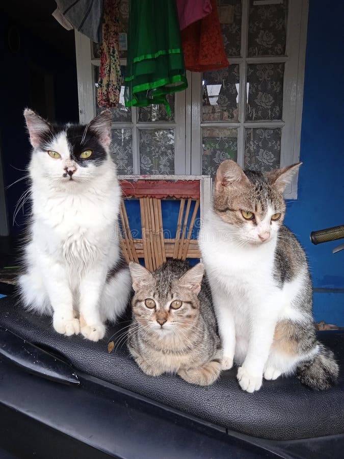 Three Different Village Cats but One Mother Stock Image - Image of ...