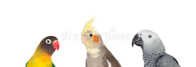 Three Differents Tropical Birds Stock Photo - Image of feather ...