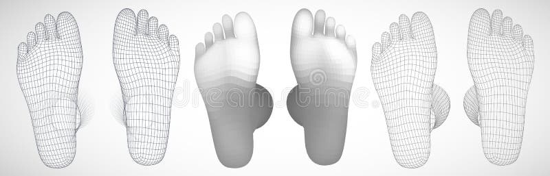 Three-dimensional Female Feet. Vector Template Stock Vector ...