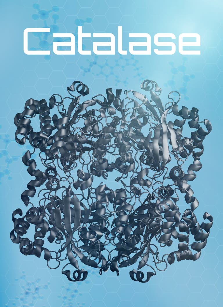 Catalase Stock Illustrations – 98 Catalase Stock Illustrations, Vectors ...