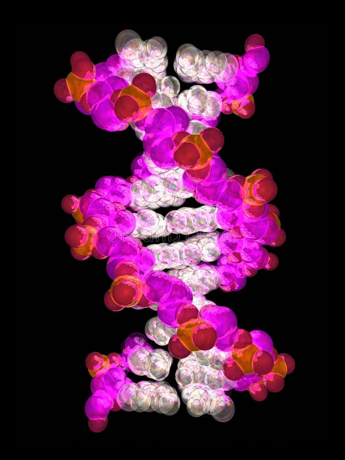 Three-dimensional Model Of DNA Stock Illustration - Illustration of ...