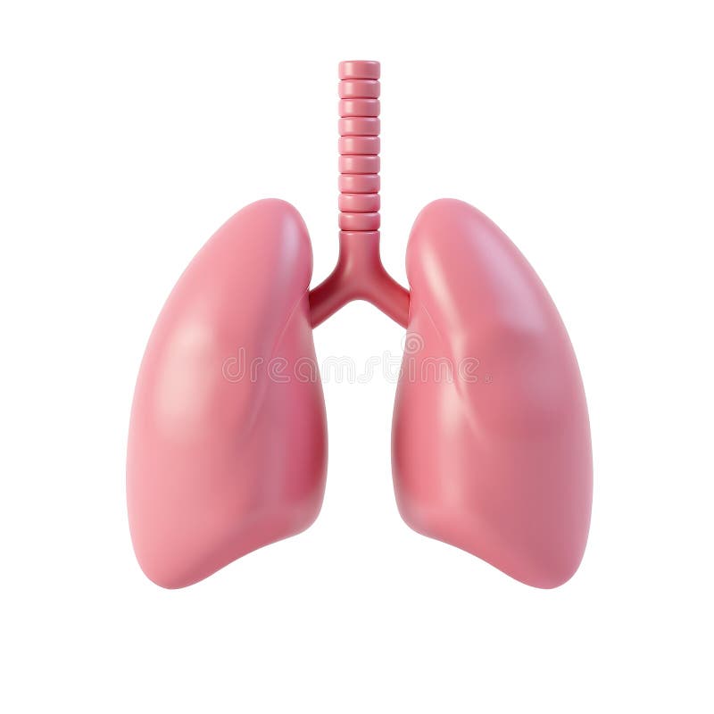 Three-Dimensional Model of Human Lungs and Trachea - Icon Stock ...