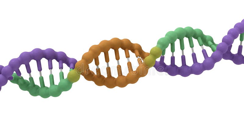 Three-dimensional Representation of a DNA Double Helix with a Stylized ...