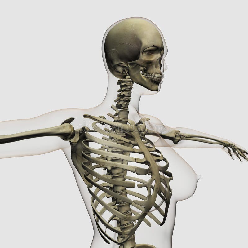 Three Dimensional View of Female Rib Cage and Skeletal System. Stock ...