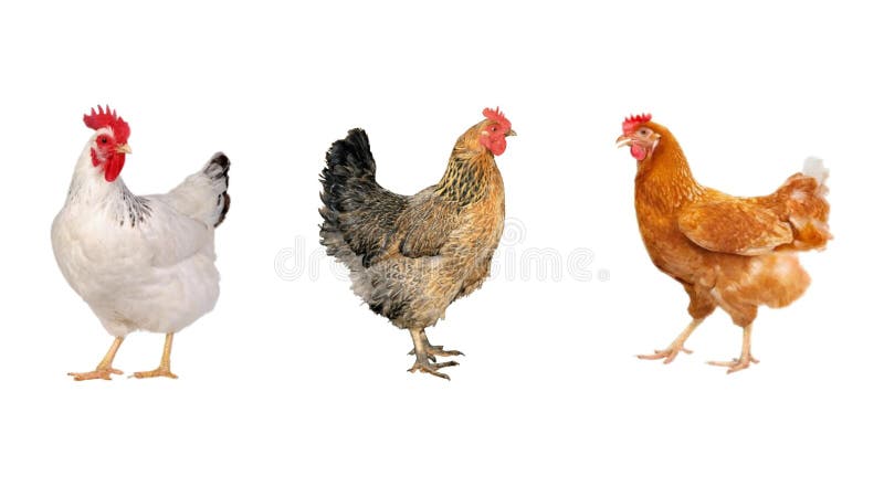 Three Diverse Chicken Breeds on White Background Stock Illustration ...