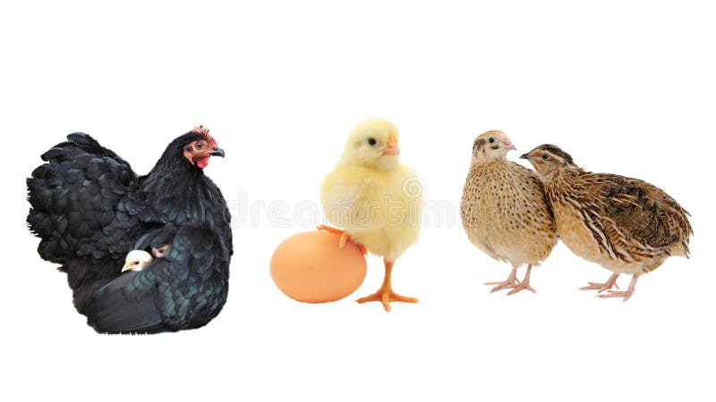Three Diverse Chicken Breeds on White Background Stock Illustration ...