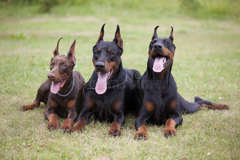 Two dobermans stock photo. Image of malicious, grass, muzzle - 9422014