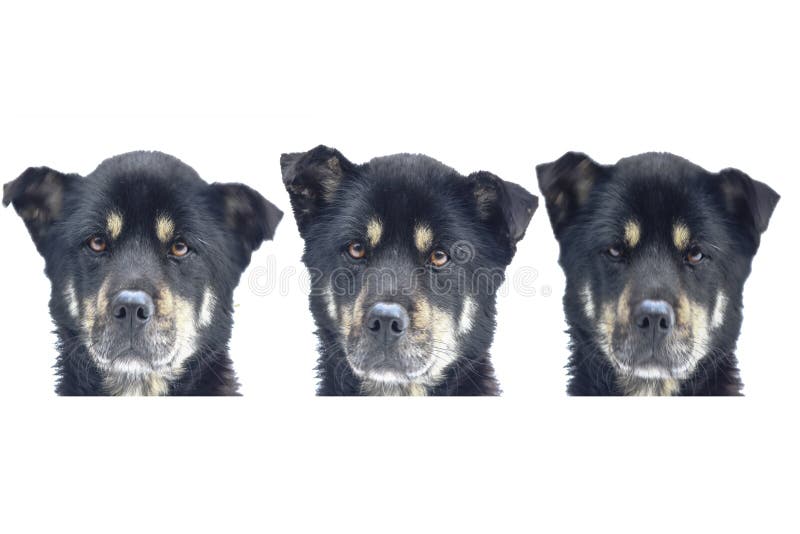 Three dog heads stock photo. Image of expression, despise - 108949142