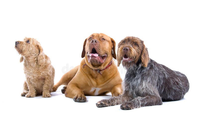 Three dogs stock image. Image of pets, closeup, companions - 11309619