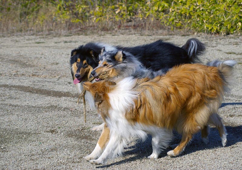 Three dogs stock image. Image of outdoors, motion, collie - 11534321