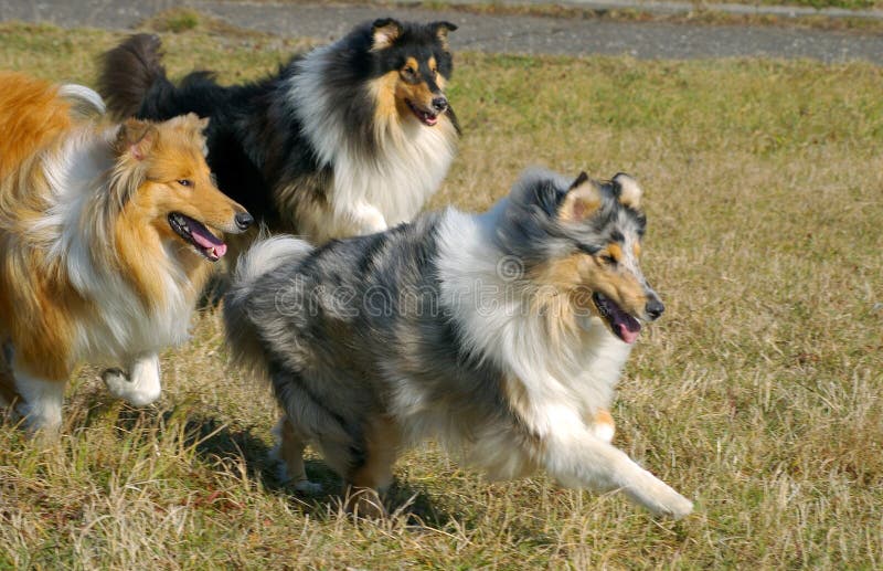Three dogs stock image. Image of charge, motion, sort - 11534327