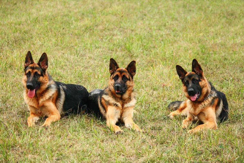 Three dogs stock photo. Image of friend, lawn, german - 12305474