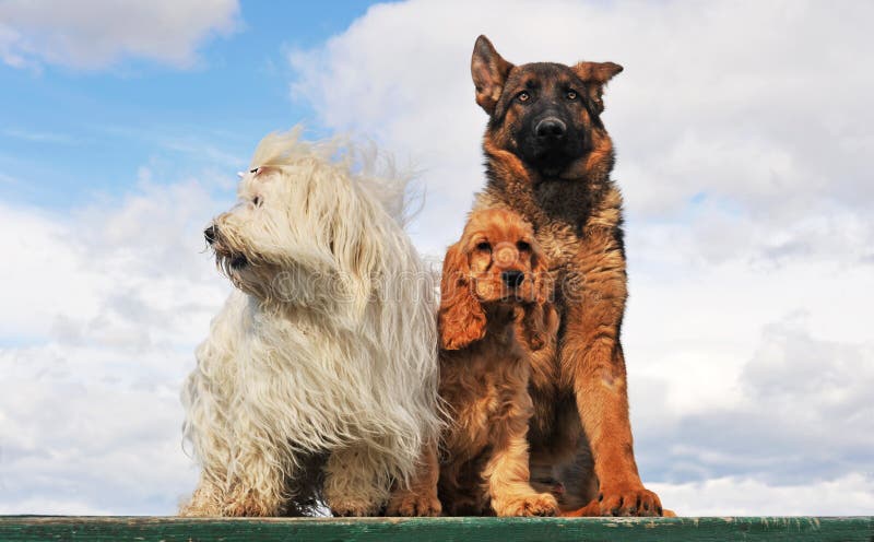Three dogs stock image. Image of companion, cloud, together - 13635259