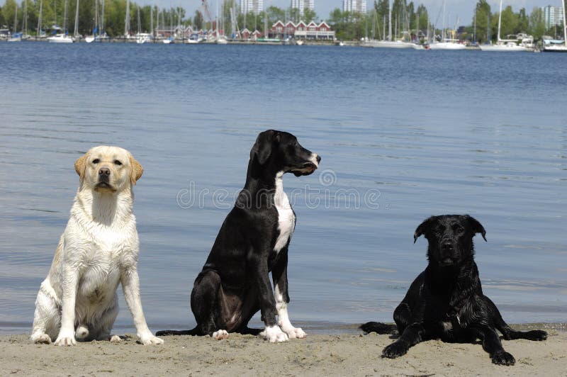 Three dogs running stock image. Image of summer, dogs - 5477151
