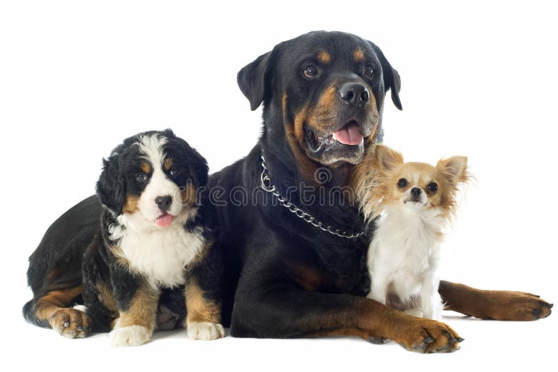 Three dogs stock image. Image of guard, bernese, young - 26270595