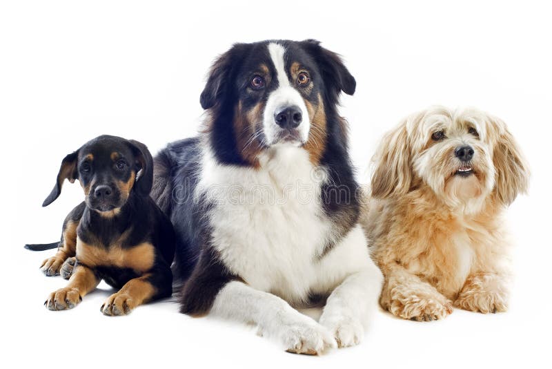 Three dogs stock image. Image of happiness, together - 10168181