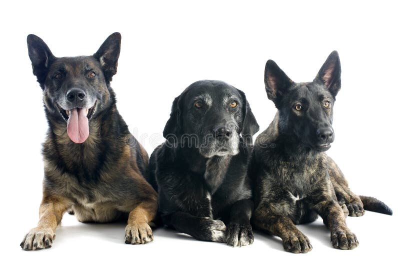 Three dogs stock image. Image of pets, closeup, companions - 11309619