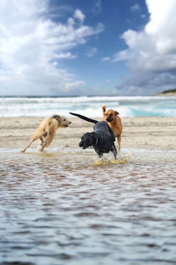 Three dogs stock photo. Image of water, three, dogs, freedom - 27916682